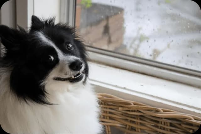 PawSmart.AI | Early Pet Health Detection